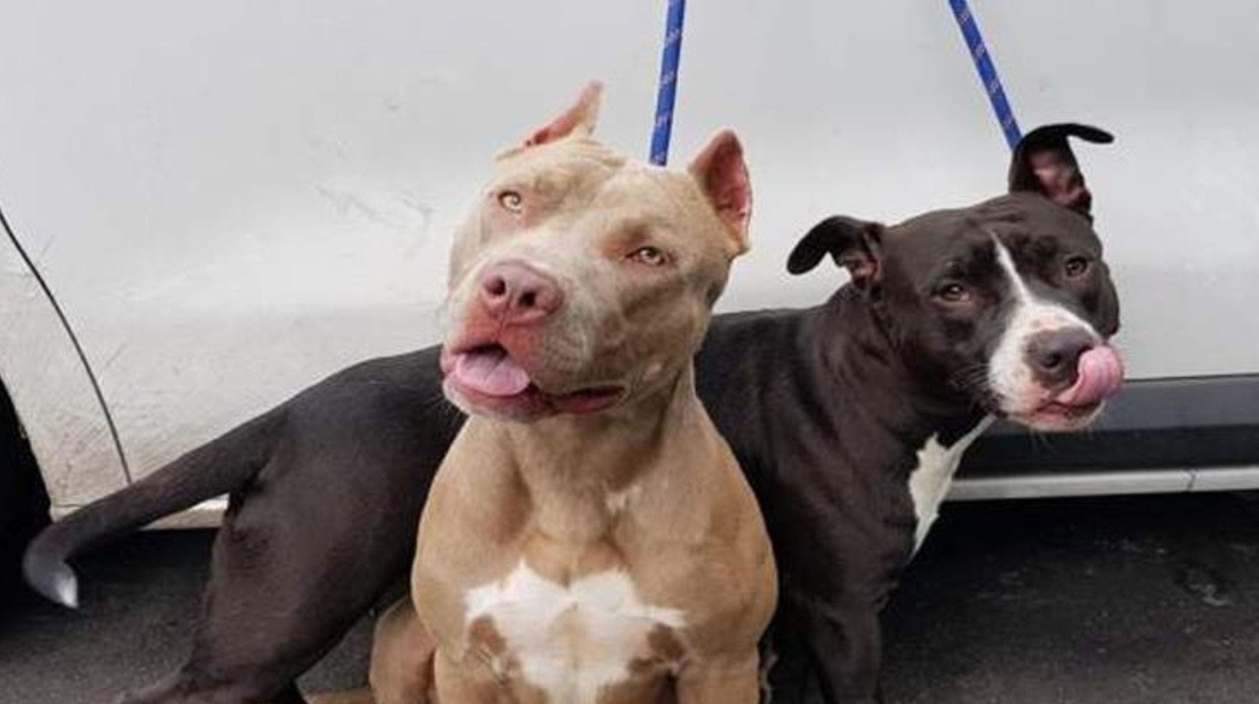 Muere una joven tras ser atacada por sus dos perros pitbull | Noticias | Diario de Morelos